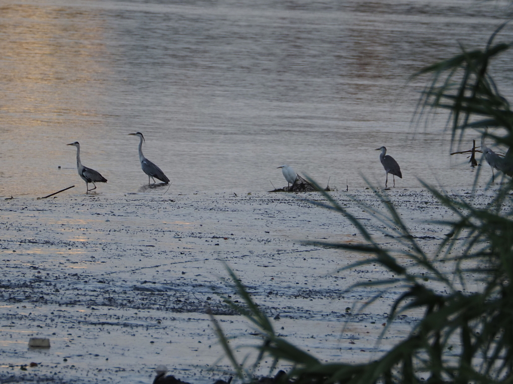 Chinese Egret in September 2024 by ck_rainbow · iNaturalist