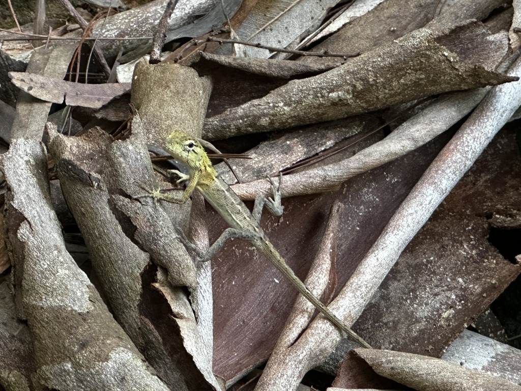 Calotes wangi wangi from 福田区, 深圳市, 广东省, CN on September 17, 2024 at 08: ...