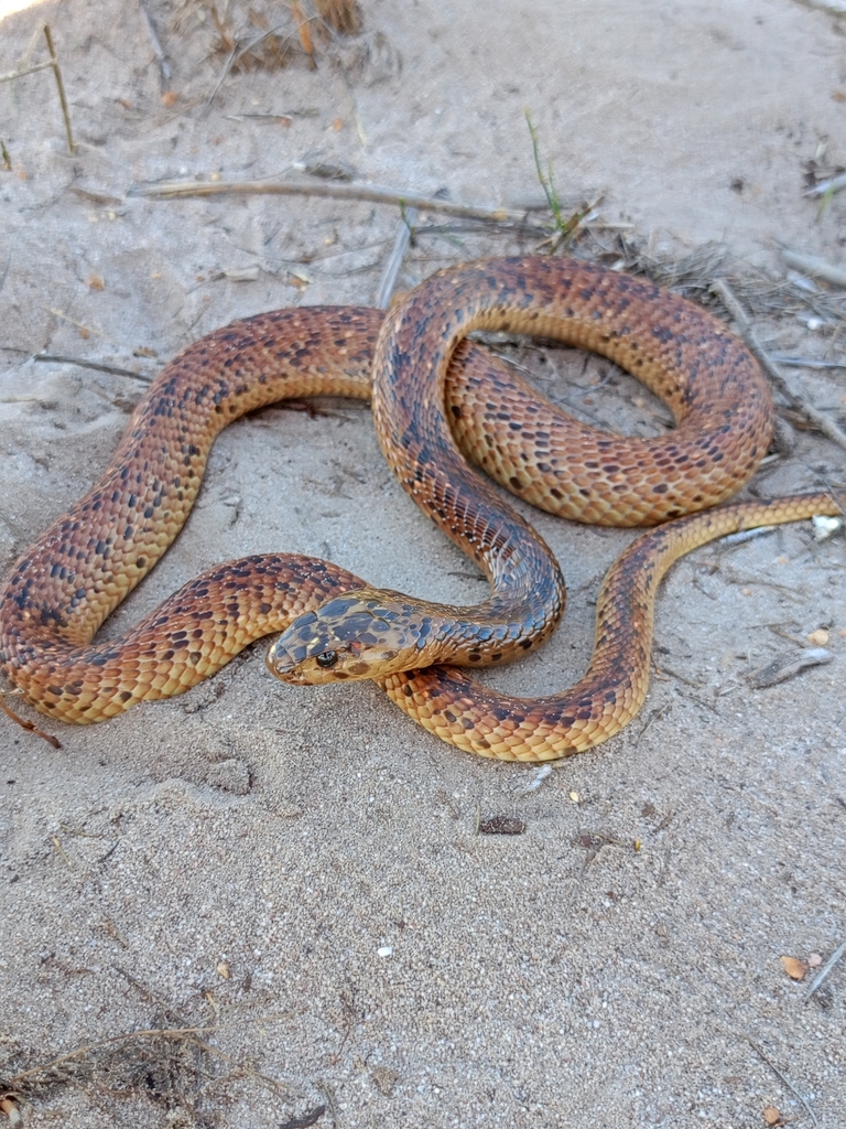 Cape Cobra from University of The Western Cape, Erica Twp, Cape Town ...