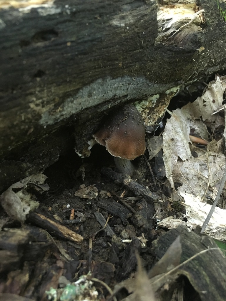 Inocybe insignis from Orange County, IN, USA on June 26, 2019 at 05:52 ...
