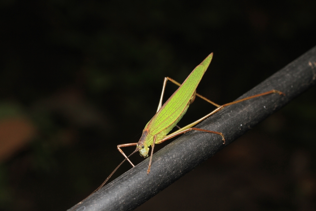 Elimaea from 中国 北京市门头沟区 清水镇北京祥和人家民宿灵山名胜风景区 on September 15, 2024 at 08: ...