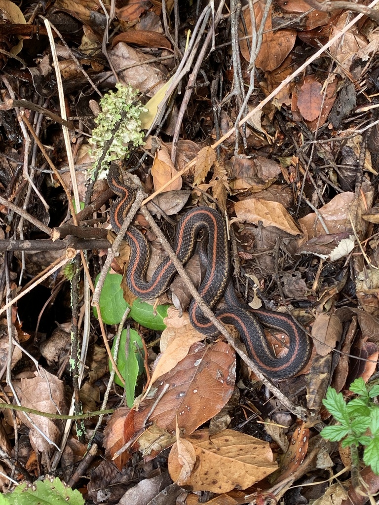 Northwestern Garter Snake from Lake Louise, Bellingham, WA, US on ...