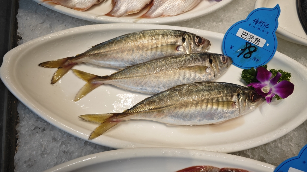 Japanese Scad in September 2024 by 李博恒 · iNaturalist