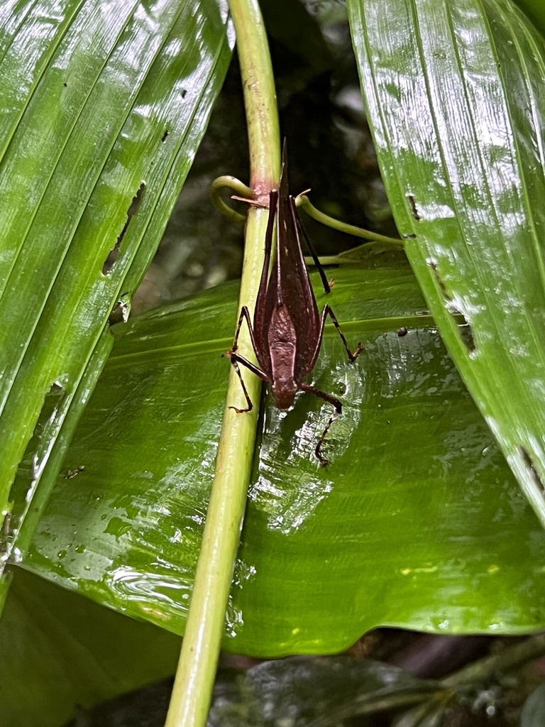 Orophus from Alajuelita, San Jose, CR on August 16, 2023 at 10:21 AM by ...