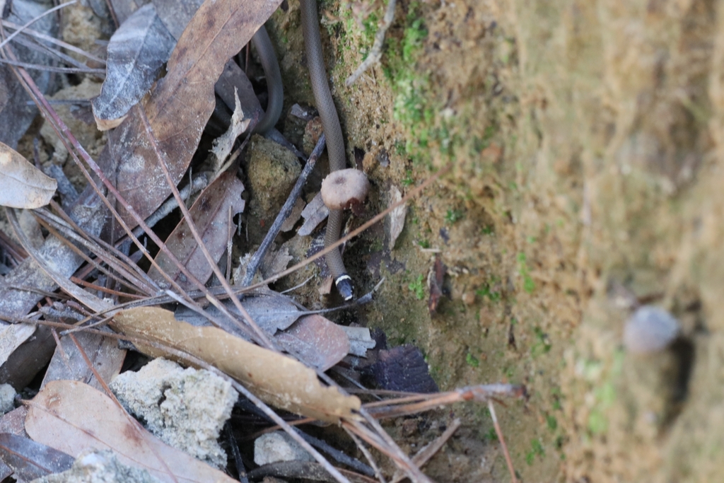Bocourt's Black-headed Snake from 45221 Jal., México on September 16 ...