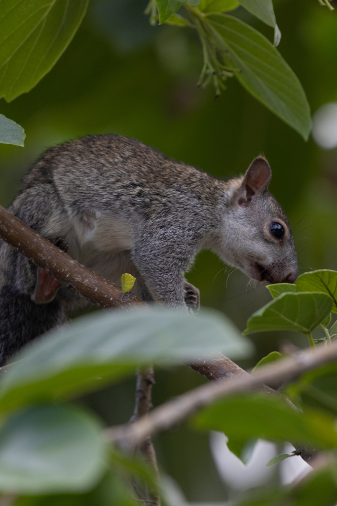 Yucatán Squirrel from Akumal, Q.R., México on September 16, 2024 at 04: ...
