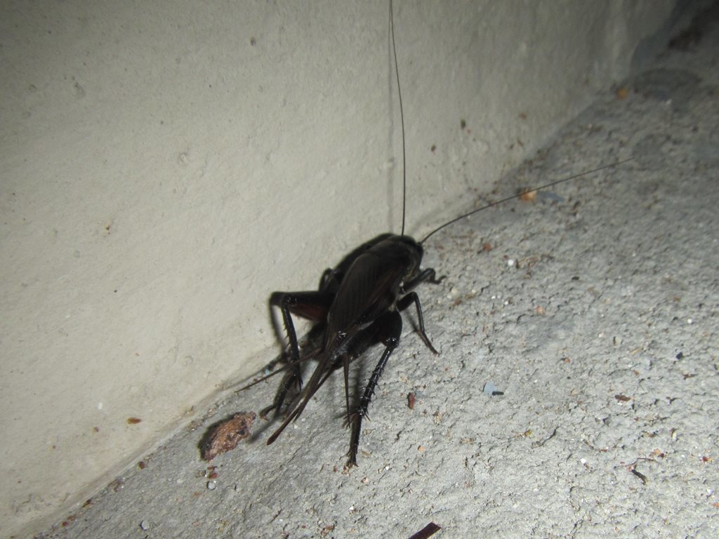 Teleogryllus oceanicus (Le Guillou, 1841)