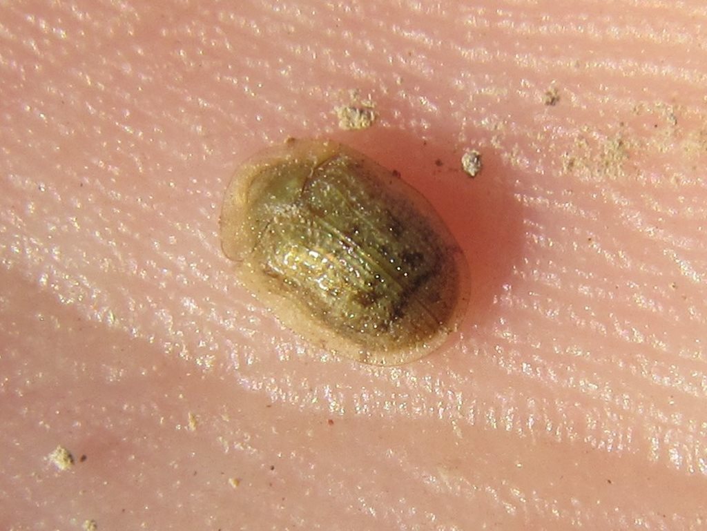 Cassida mera (Leaf Beetles (Cassidinae) of Australia) · iNaturalist Mexico