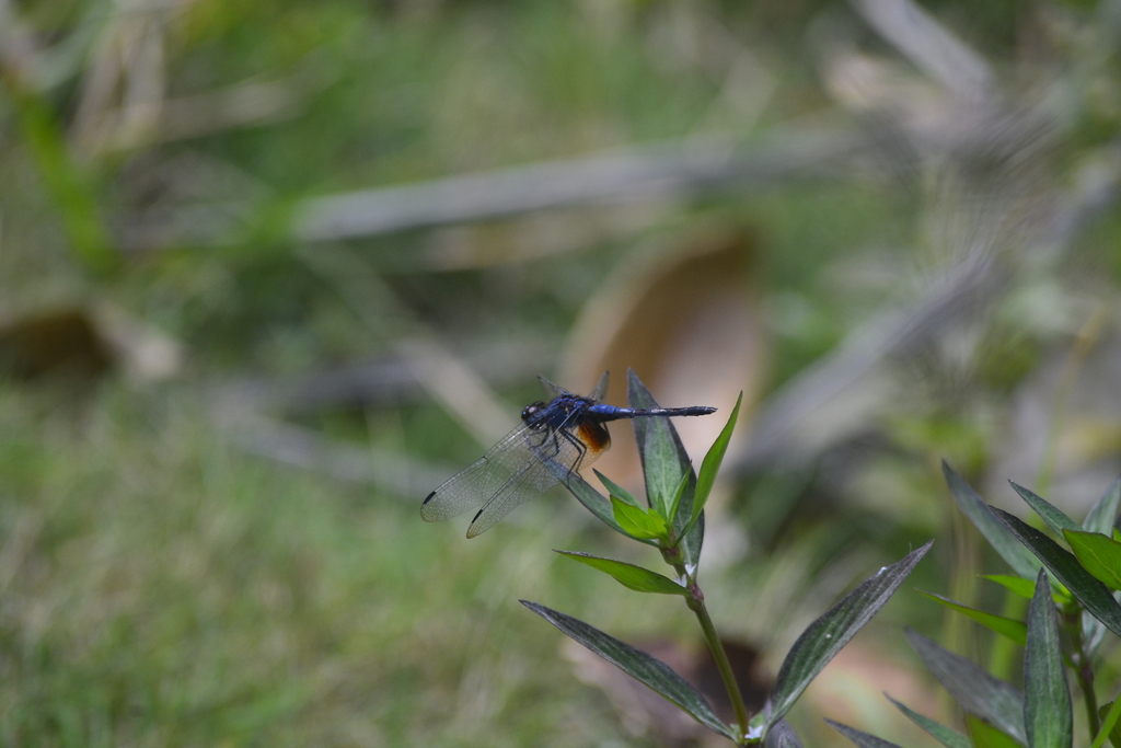 Indigo Dropwing from Luwuk, Banggai Regency, Central Sulawesi ...