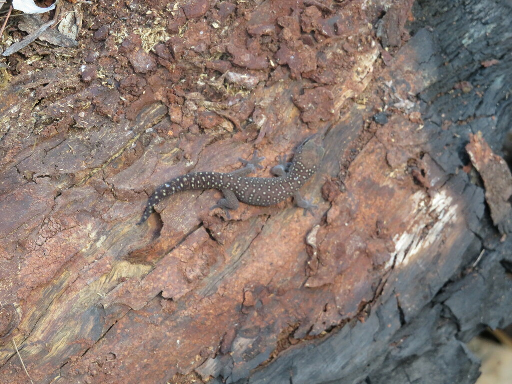 Southern Spotted Velvet Gecko from Spring Mountain QLD 4300, Australia ...