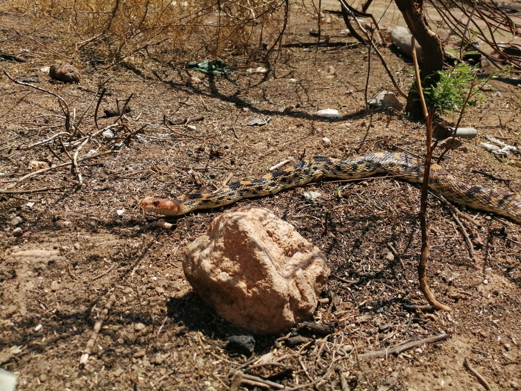 Pituophis deppei deppei from Ojocaliente, Zac., México on June 25, 2019 ...