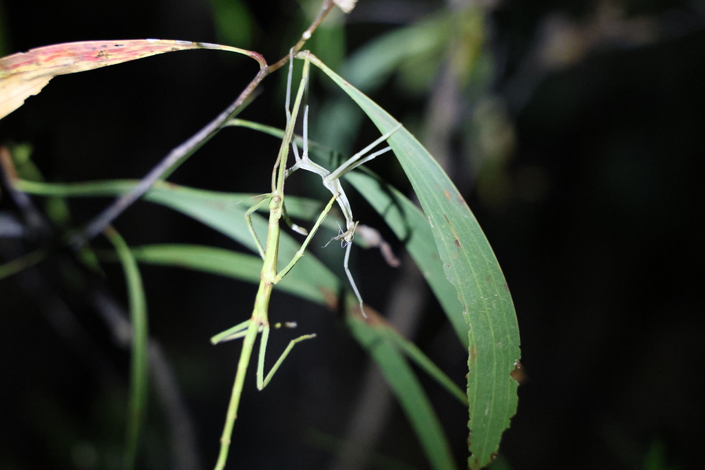 Titan Stick Insect from Amiens QLD 4380, Australia on September 14 ...