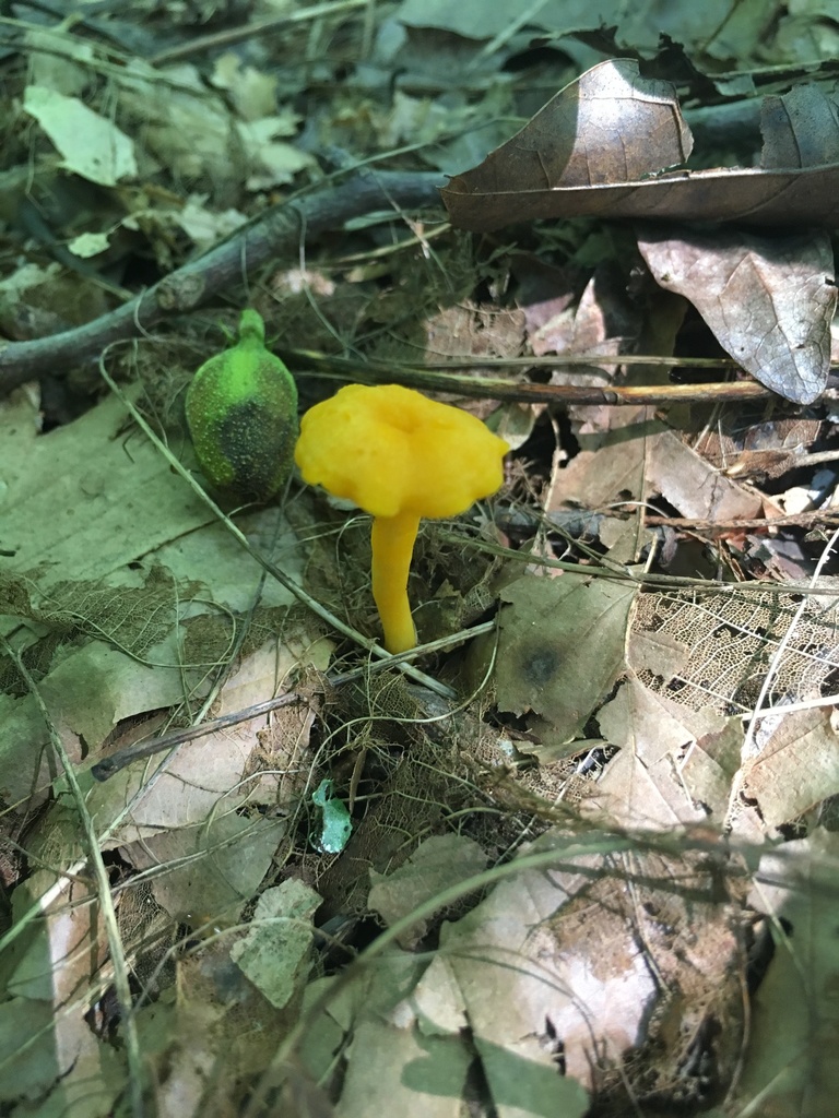 Parvocantharellus from Orange County, IN, USA on June 26, 2019 at 04:06 ...