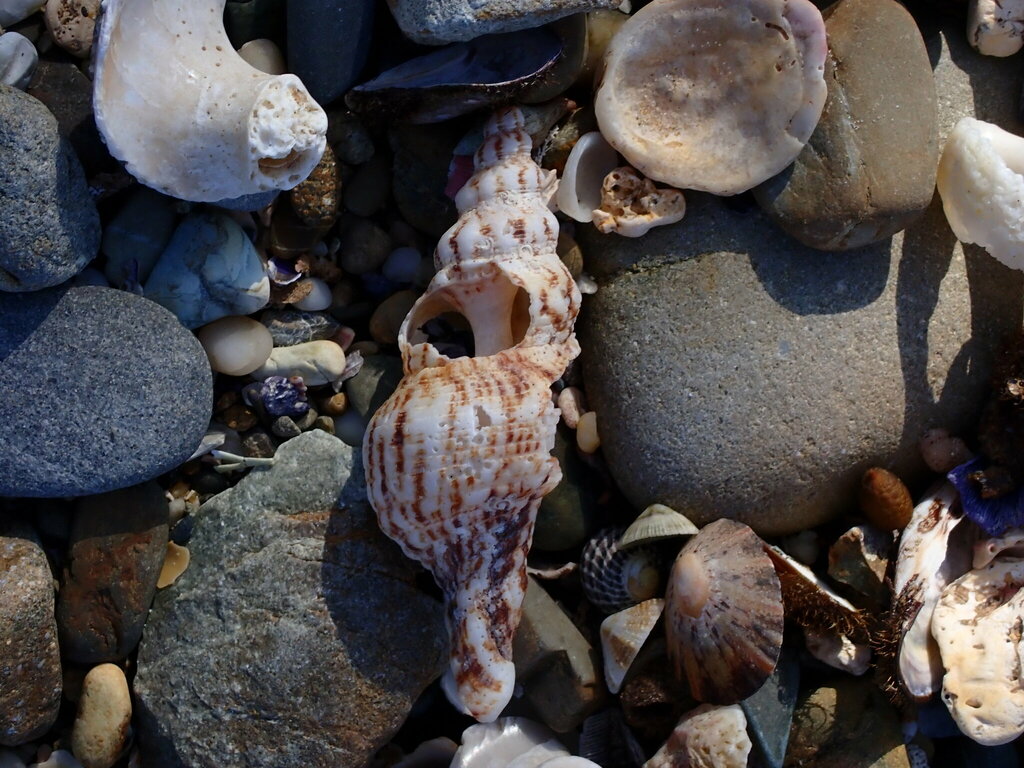 Nicobar spindle from Minnie Water NSW 2462, Australia on September 17 ...