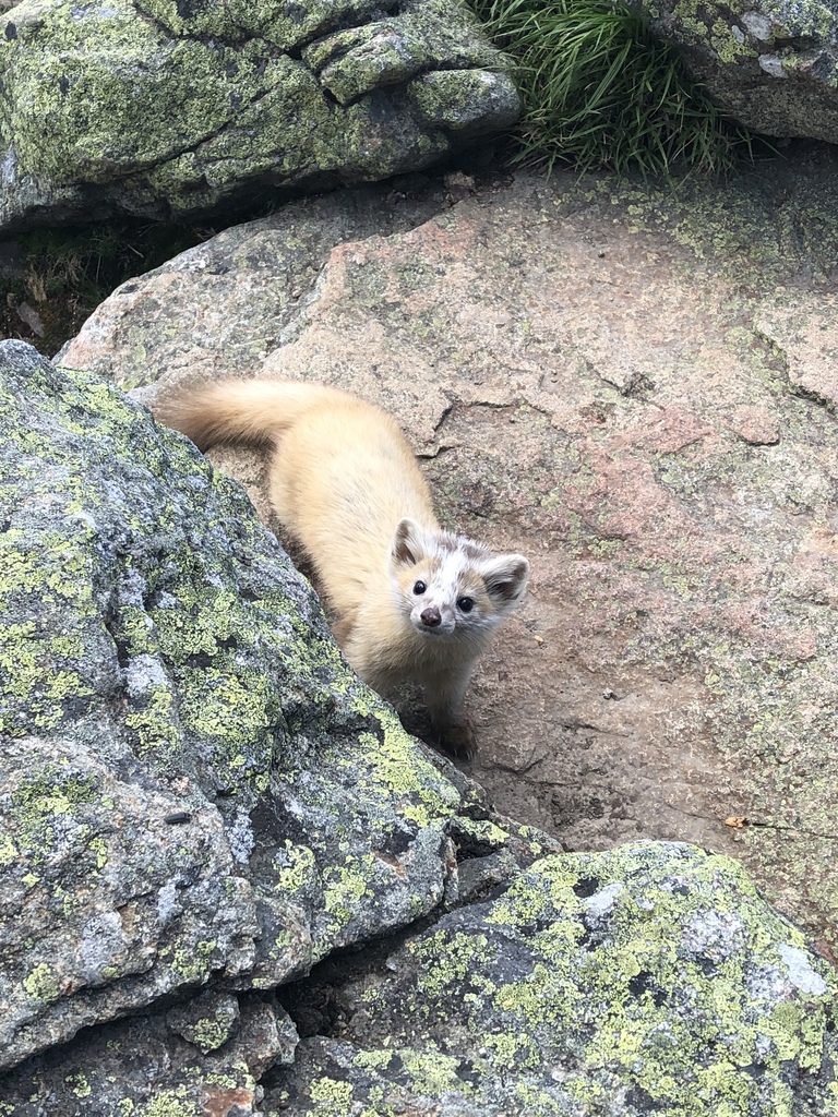 American Marten from White Mountain National Forest, Lincoln, NH, US on ...