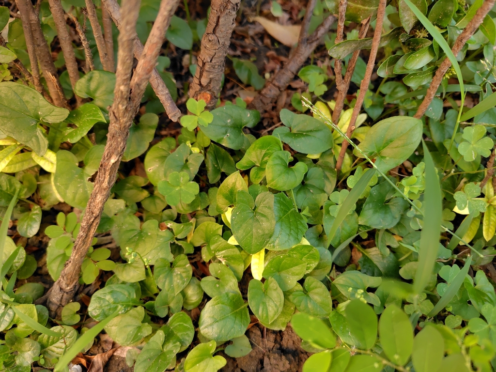 Divaricate Typhonium from 700台灣台南市中西區元安里 on September 17, 2024 at 05:32 ...