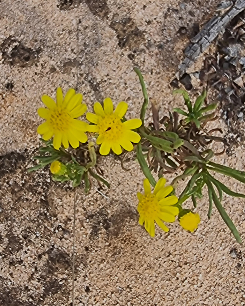 Variable Groundsel from Big Desert VIC 3490, Australia on September 10 ...