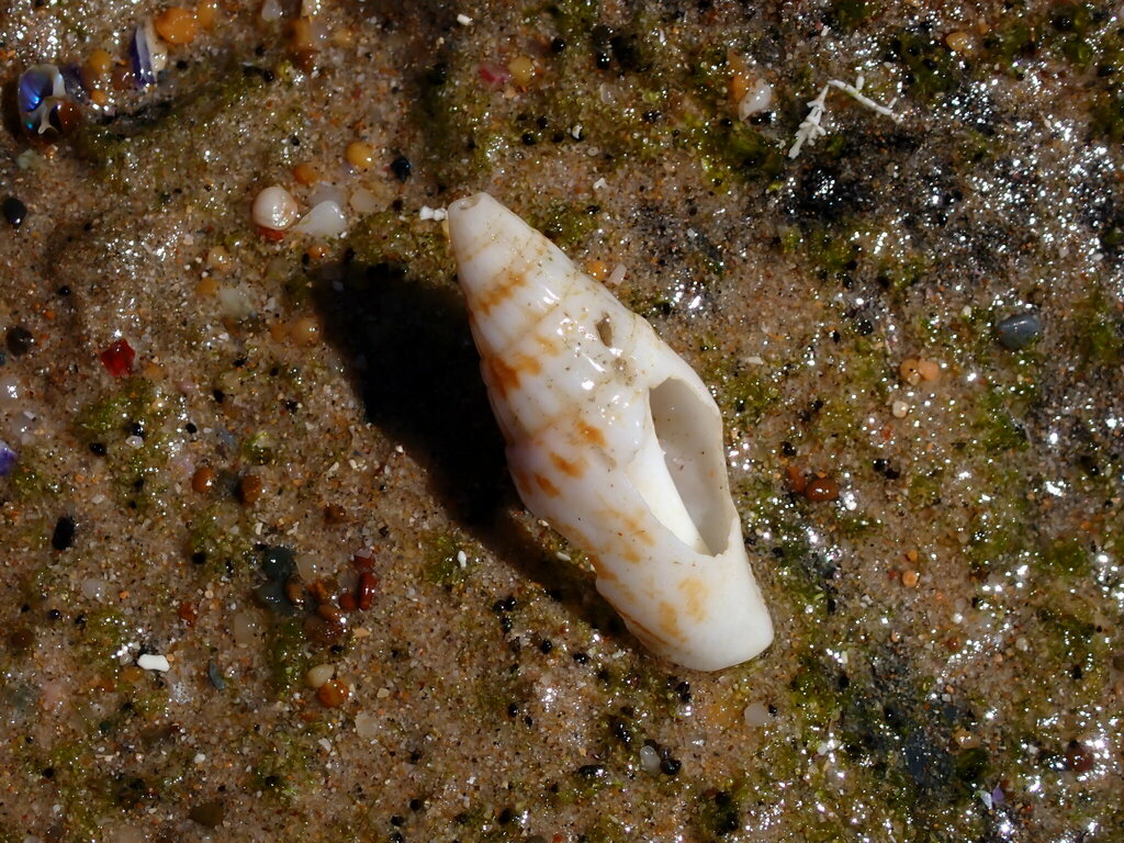 Campbell's Stromb from Clarence Valley, NSW, Australia on September 17 ...