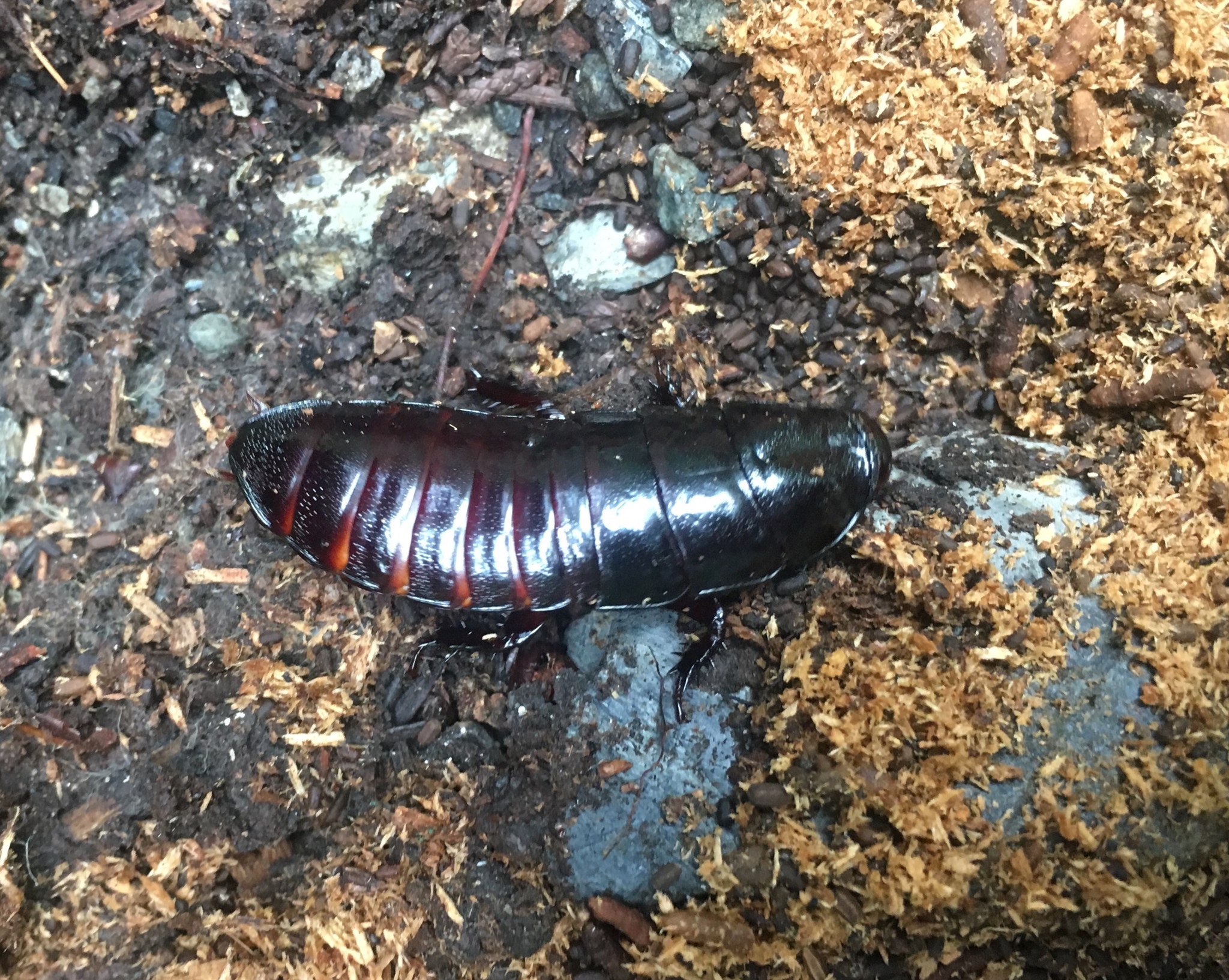 Cryptocercus clevelandi Byers, 1997