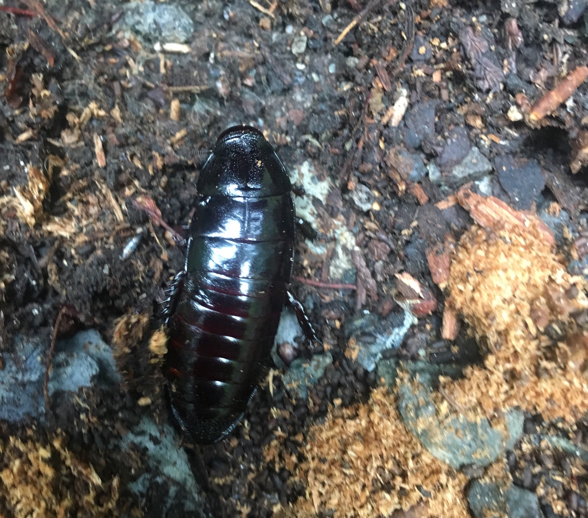 Cryptocercus clevelandi Byers, 1997