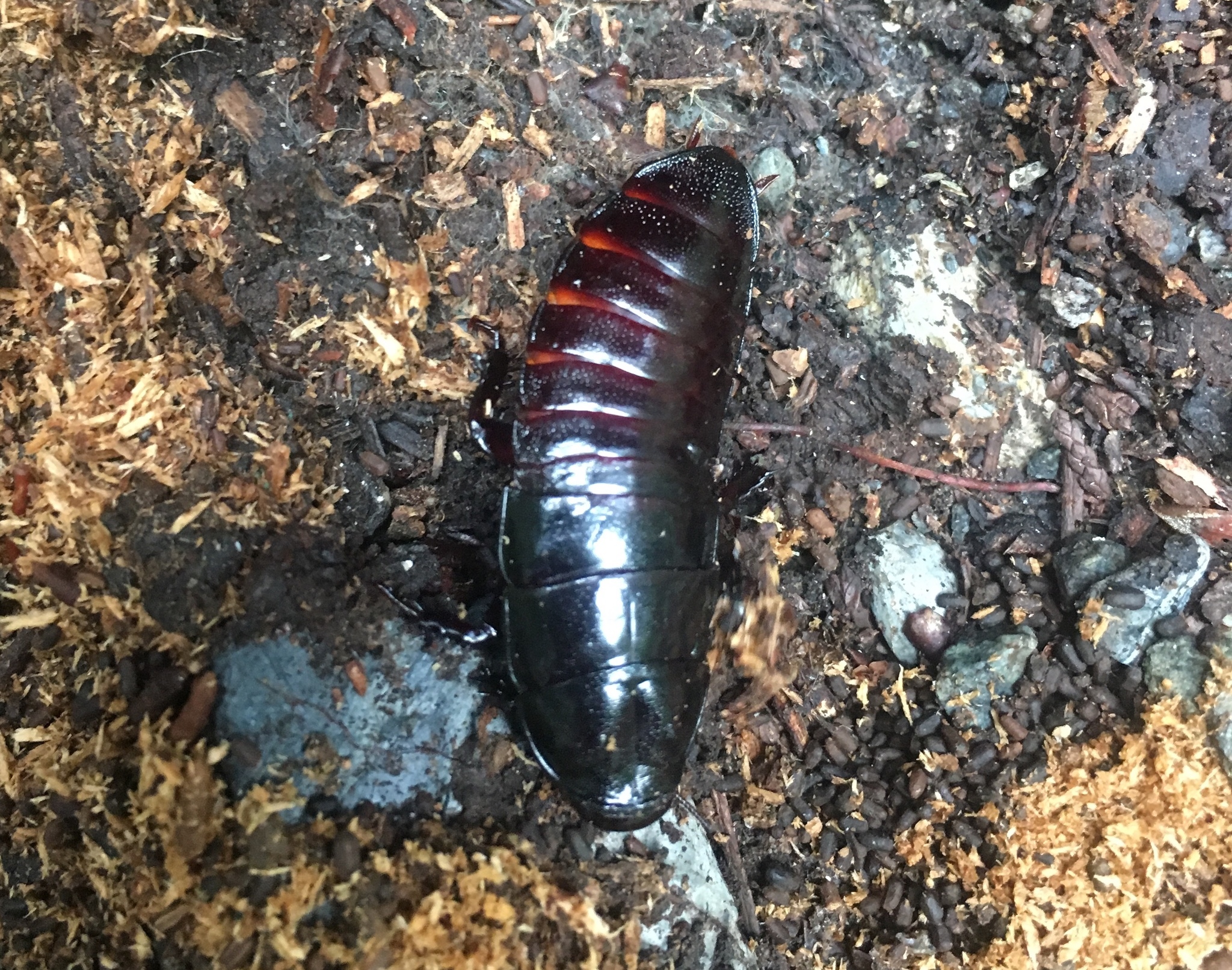 Cryptocercus clevelandi Byers, 1997