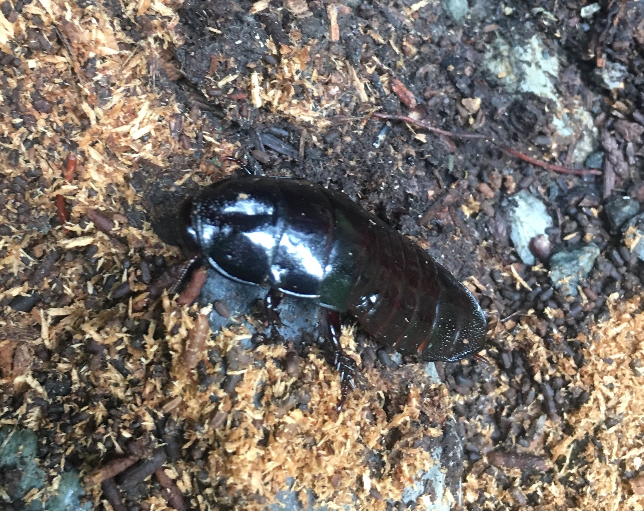 Cryptocercus clevelandi Byers, 1997