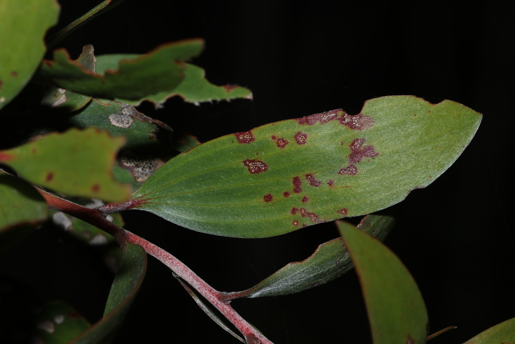 Myrtle Rust from North Gregory QLD 4660, Australia on September 16 ...