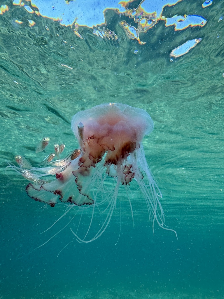 Cyanea rosea from Billa Bilba Creek, Narooma, NSW, AU on September 13 ...