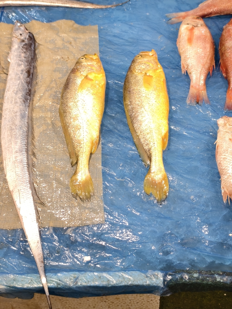 Large Yellow Croaker in September 2024 by 李博恒 · iNaturalist