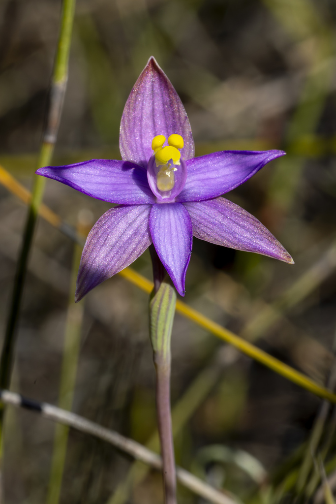 southern curly locks in August 2024 by Clarissa Human · iNaturalist
