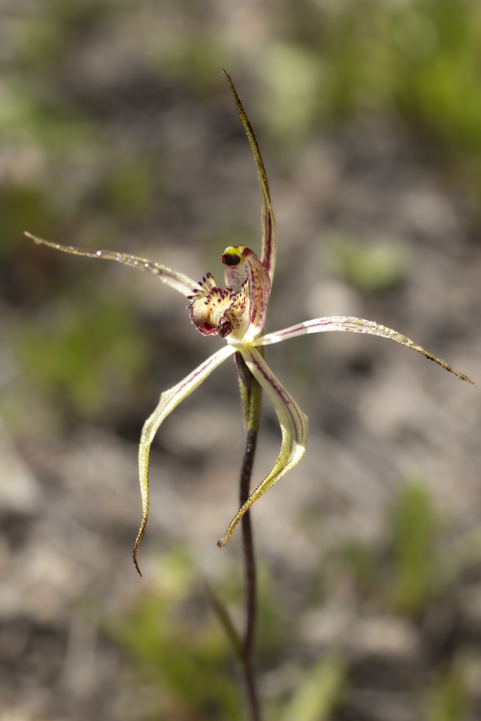 Caladenia in August 2024 by Clarissa Human. Ornate Dragon Hybrid Orchid ...