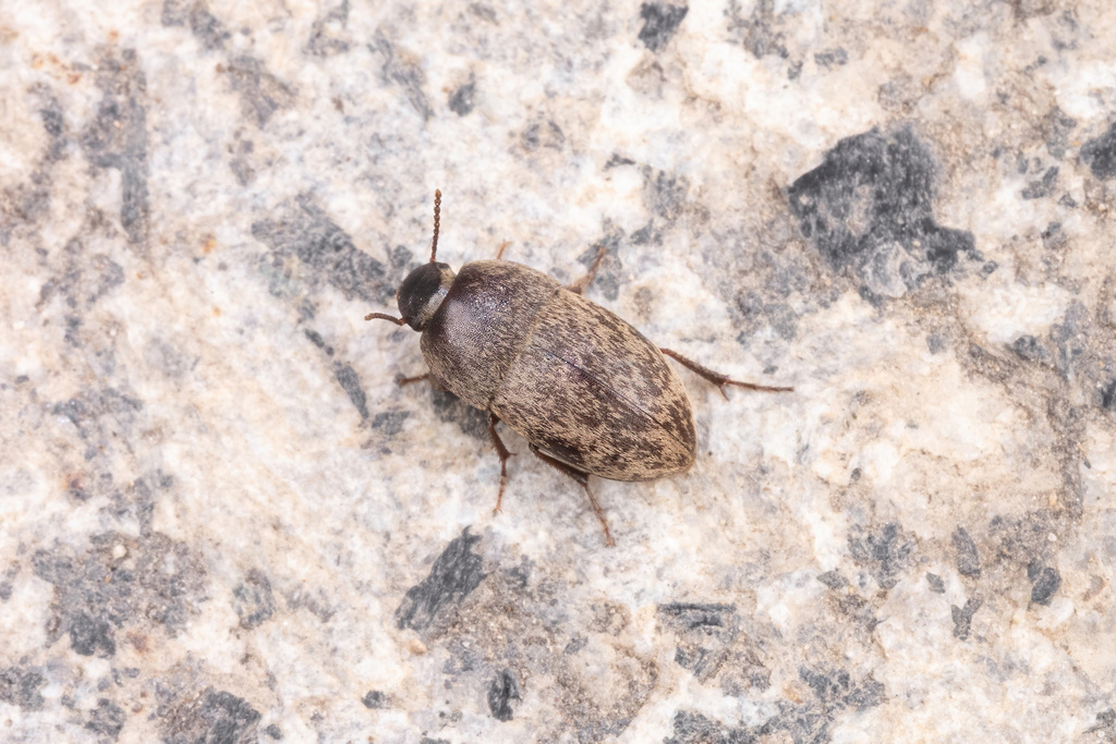 Crypticus rufipes from 中国北京市海淀区 on September 17, 2024 at 05:32 PM by ...