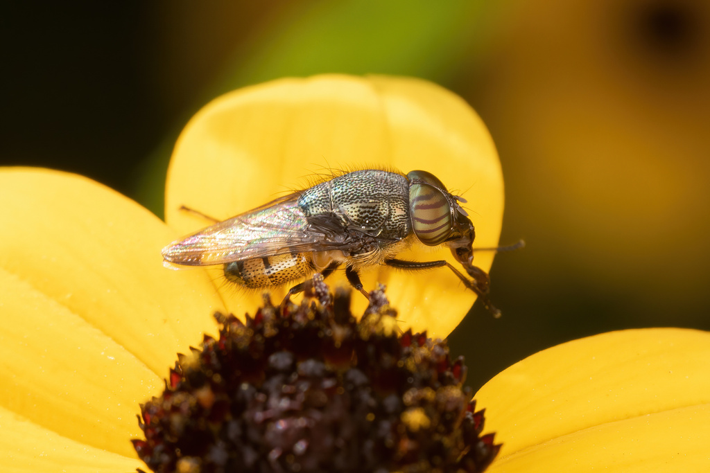 Stomorhina obsoleta from 中国北京市海淀区 on September 17, 2024 at 02:36 PM by ...