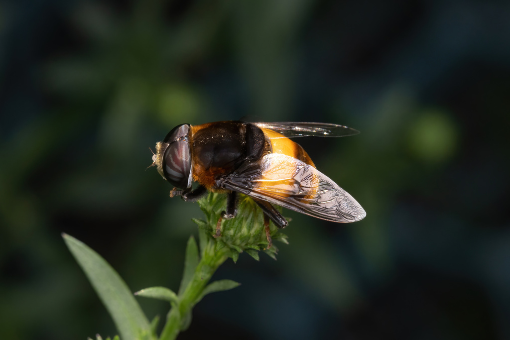 Phytomia zonata from 中国北京市海淀区 on September 17, 2024 at 02:41 PM by ...