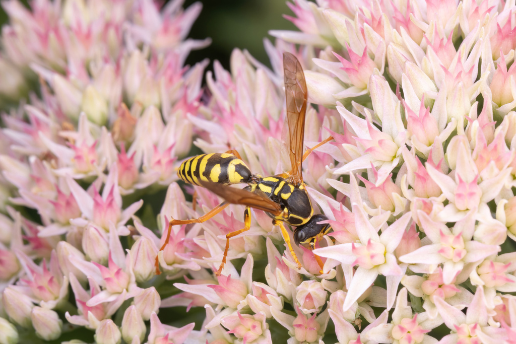 Asian Paper Wasp from 中国北京市海淀区 on September 17, 2024 at 02:48 PM by ...