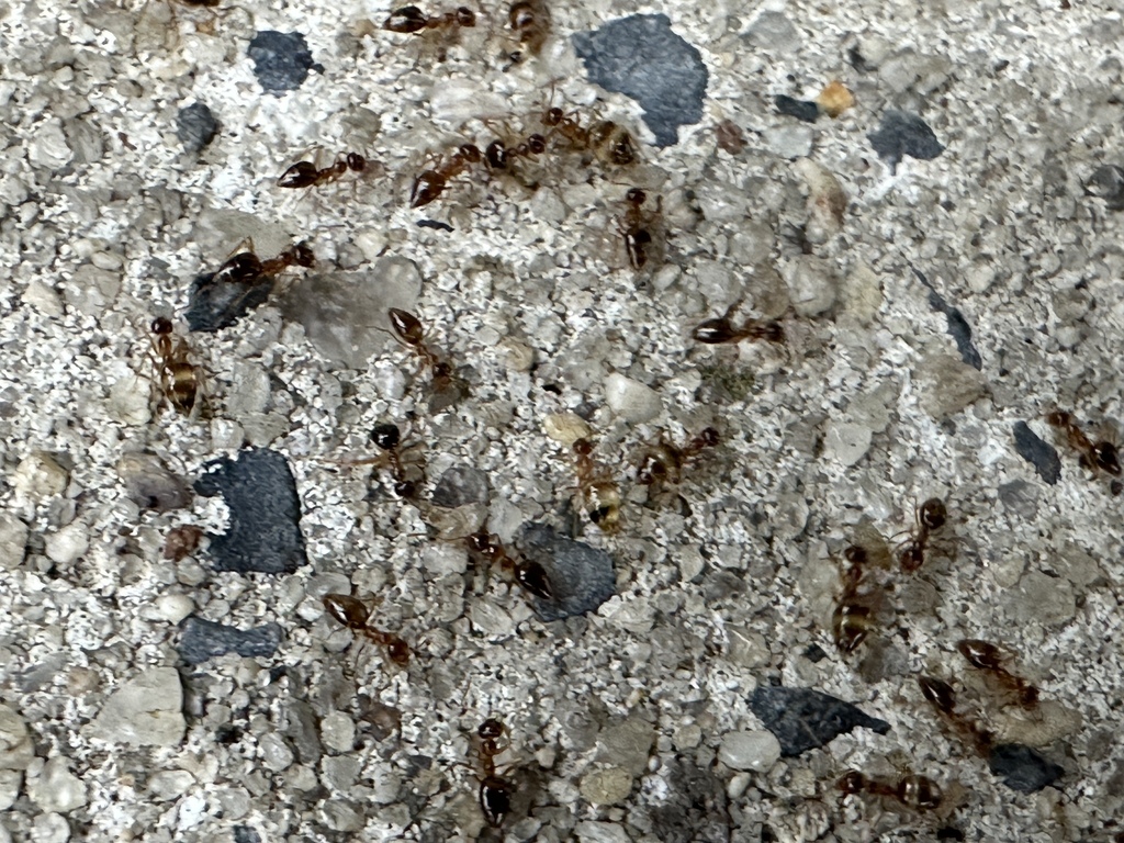 Lasiin Ants from Wyndham Ct, Bordentown, NJ, US on September 17, 2024 ...