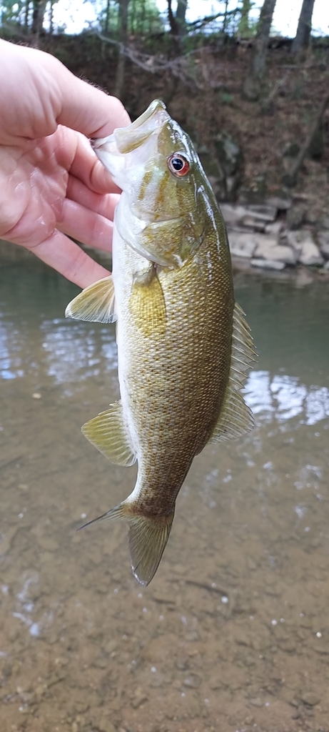 Smallmouth Bass in September 2024 by Calvin McDowell · iNaturalist