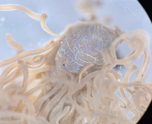 Timarete filigera · iNaturalist