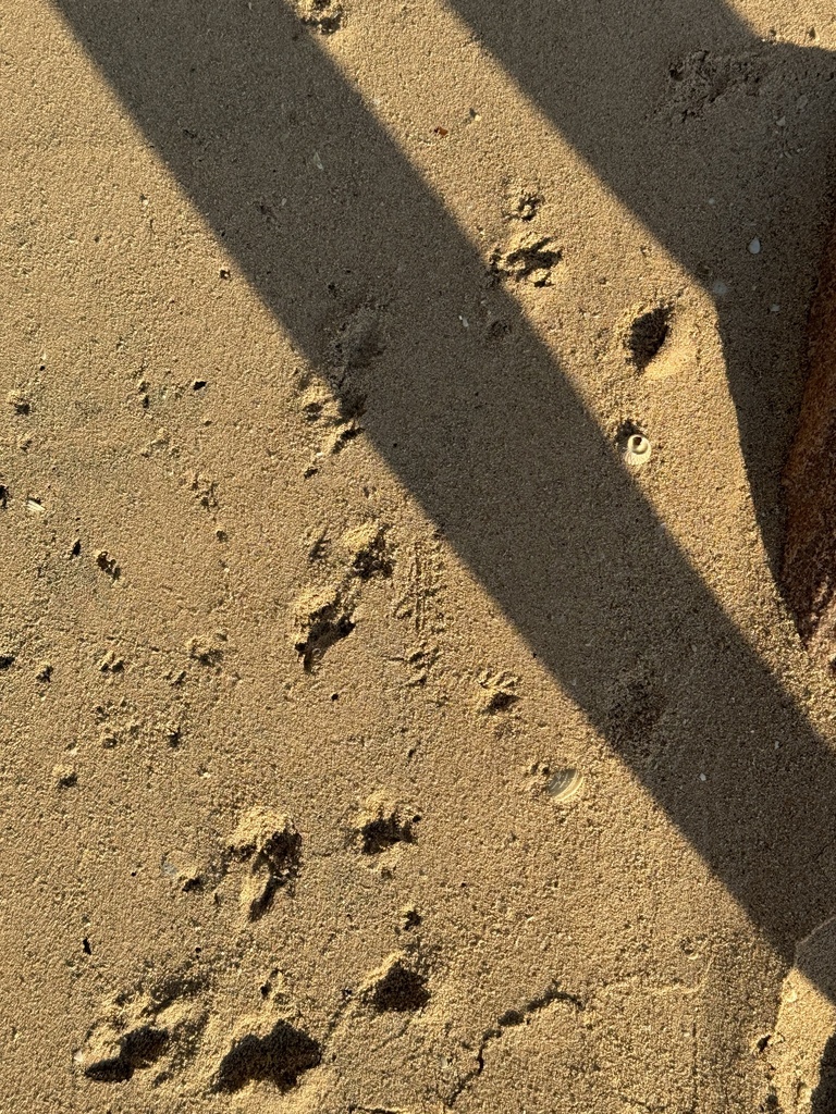 Northern Quoll in August 2024 by smilelynaomi. Tracks · iNaturalist