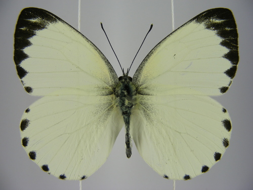 Subspecies Appias phaola intermedia · iNaturalist