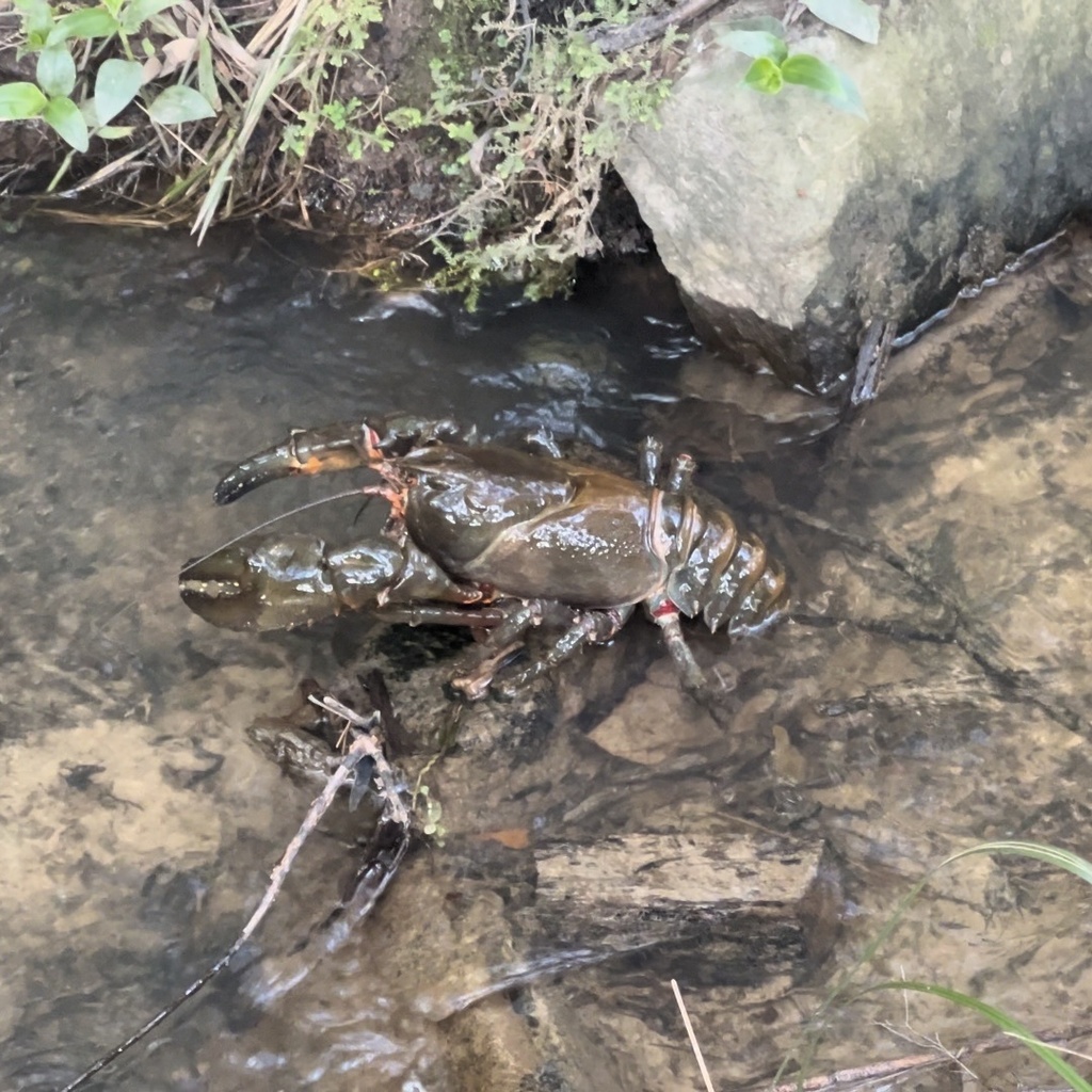 Gippsland Spiny Crayfish in September 2024 by Koru. Yarra river ...