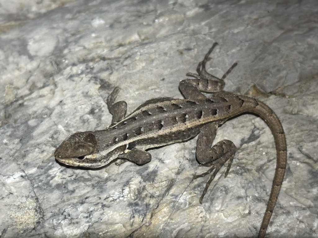 Rose-bellied Lizard from Parque Nacional Los Mármoles, Jagüey Colorado ...