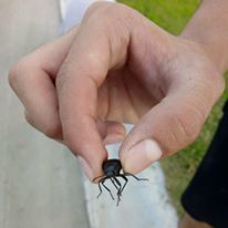 Pinacates desde Apodaca, N.L., México el 23 de diciembre de 2017 a las ...