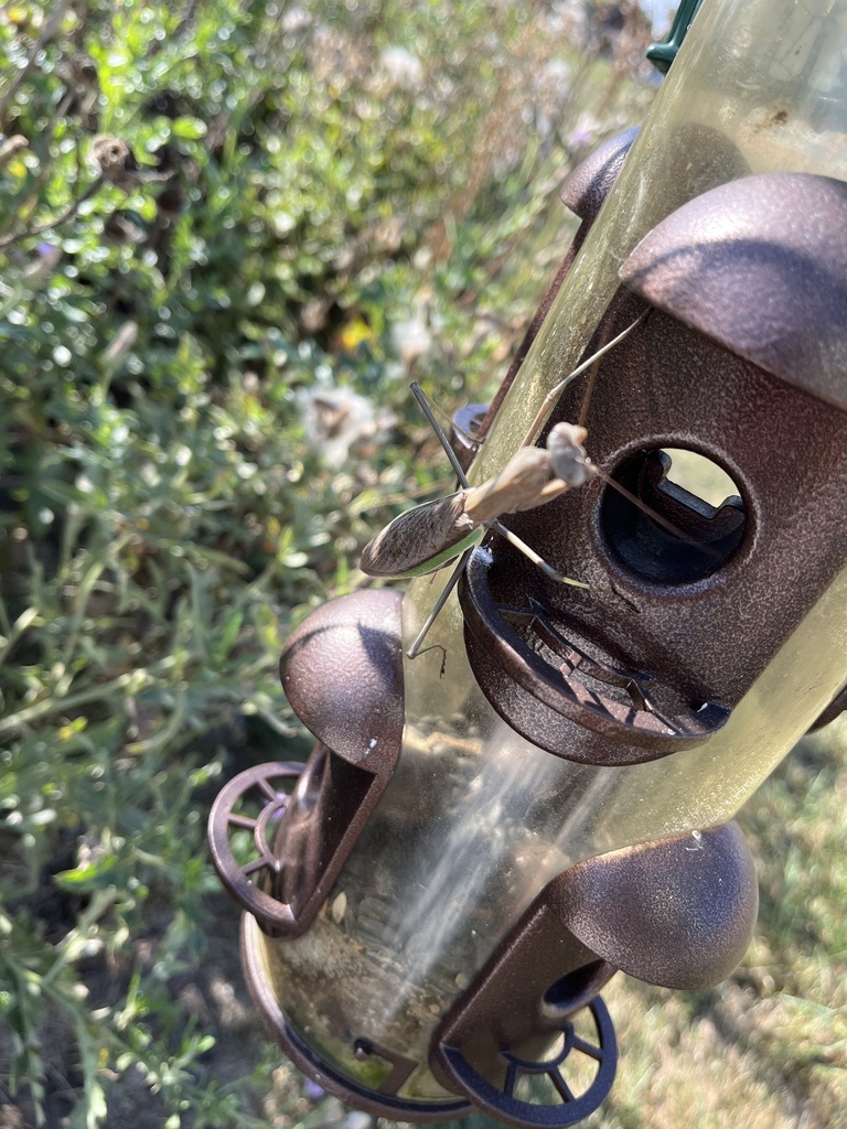 Chinese Mantis from S Coy Rd, Oregon, OH, US on September 17, 2024 at ...