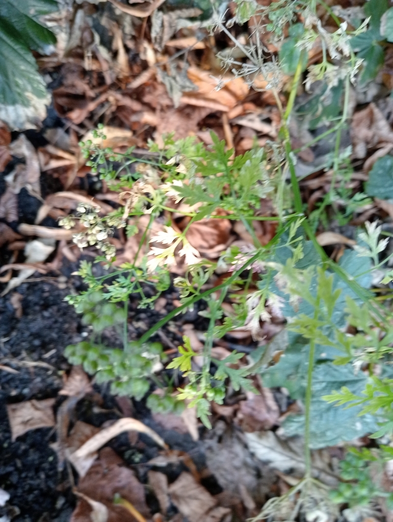 Fool's parsley from Tang Hall, York YO31, UK on September 17, 2024 at ...