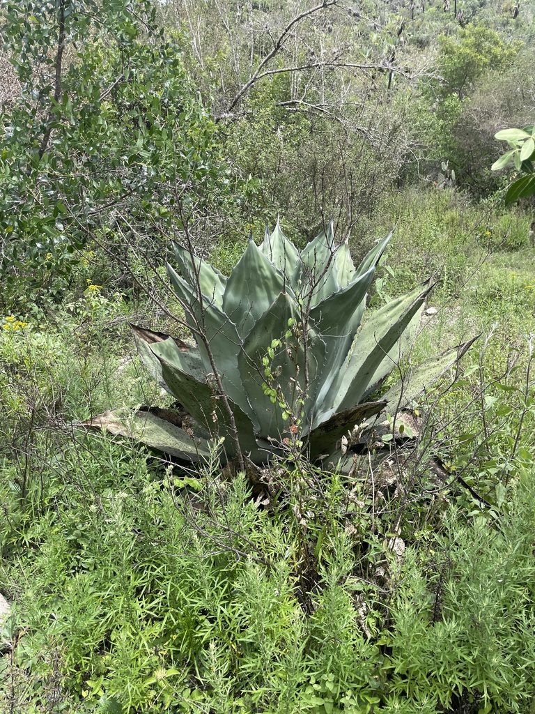 Pulque agave from Tehuacán, Pue., Mexico on September 9, 2024 at 11:13 ...