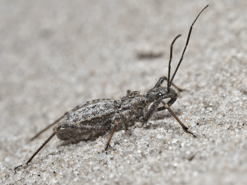 Coranus callosus · iNaturalist