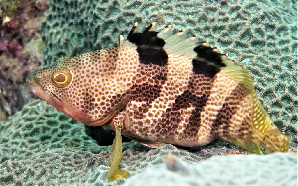 Rock Grouper from 香港 on June 24, 2019 at 12:20 AM by Ryan Yue Wah Chan ...
