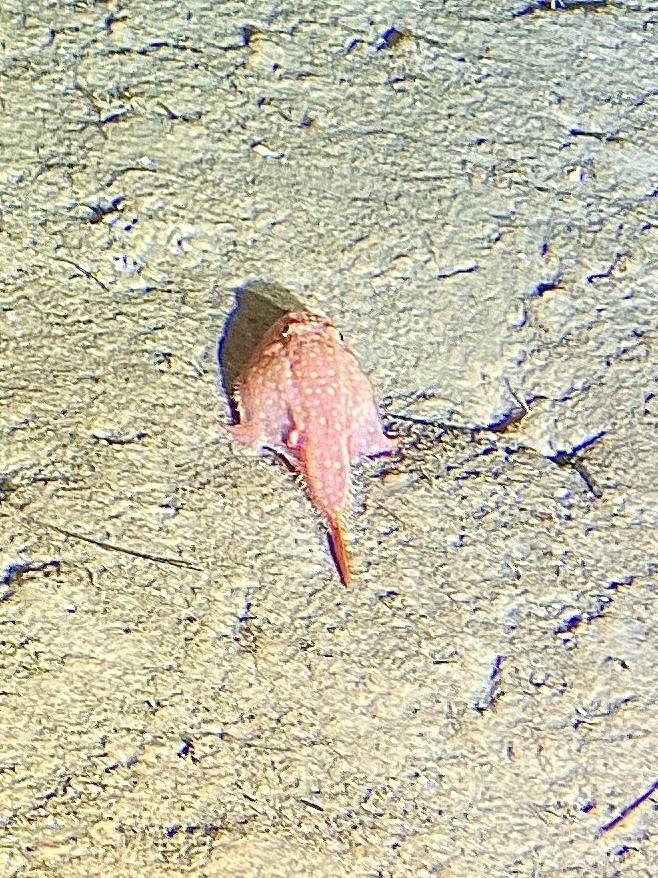 Suttkus Sea Toad from Caribbean Sea, Roatan, Bay Islands, HN on May 30 ...