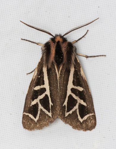 Williams' Tiger Moth (Grammia williamsii) · iNaturalist